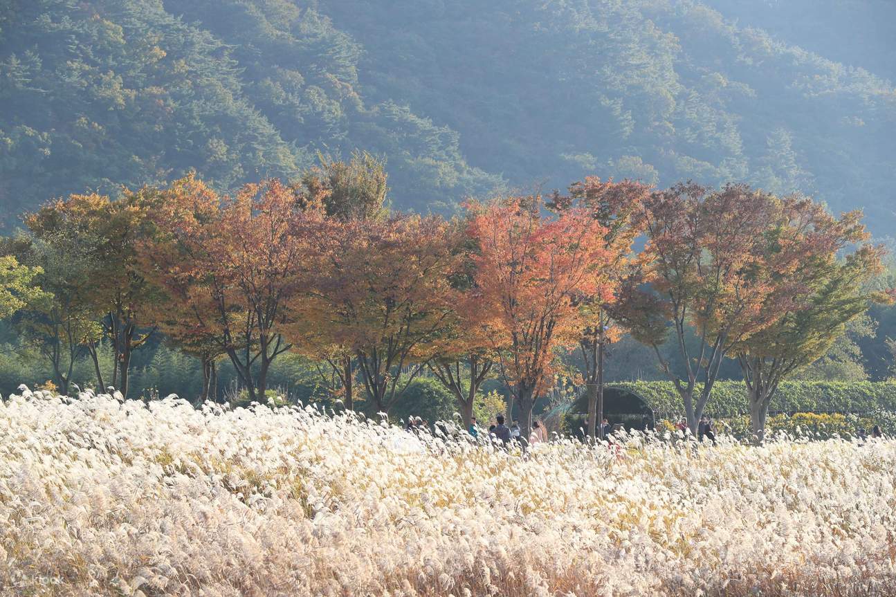 Memorable Autumn Foliage Day Tour from Busan - Klook